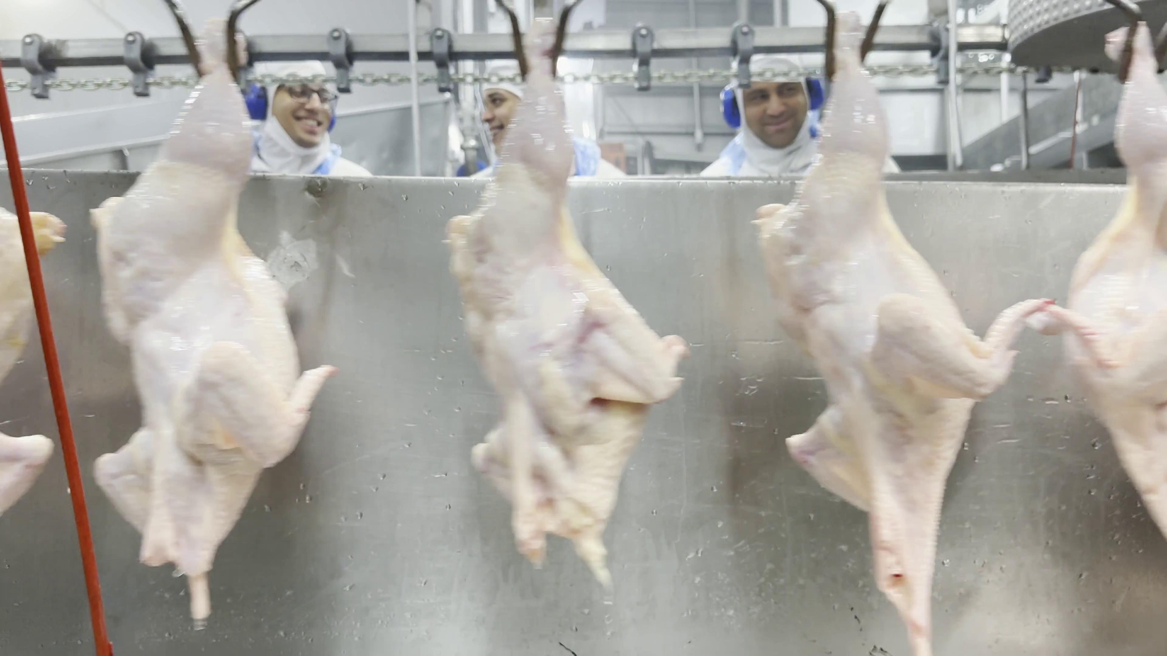 Chicken_Bruise_Segmentation Object Detection Model by Arthurs