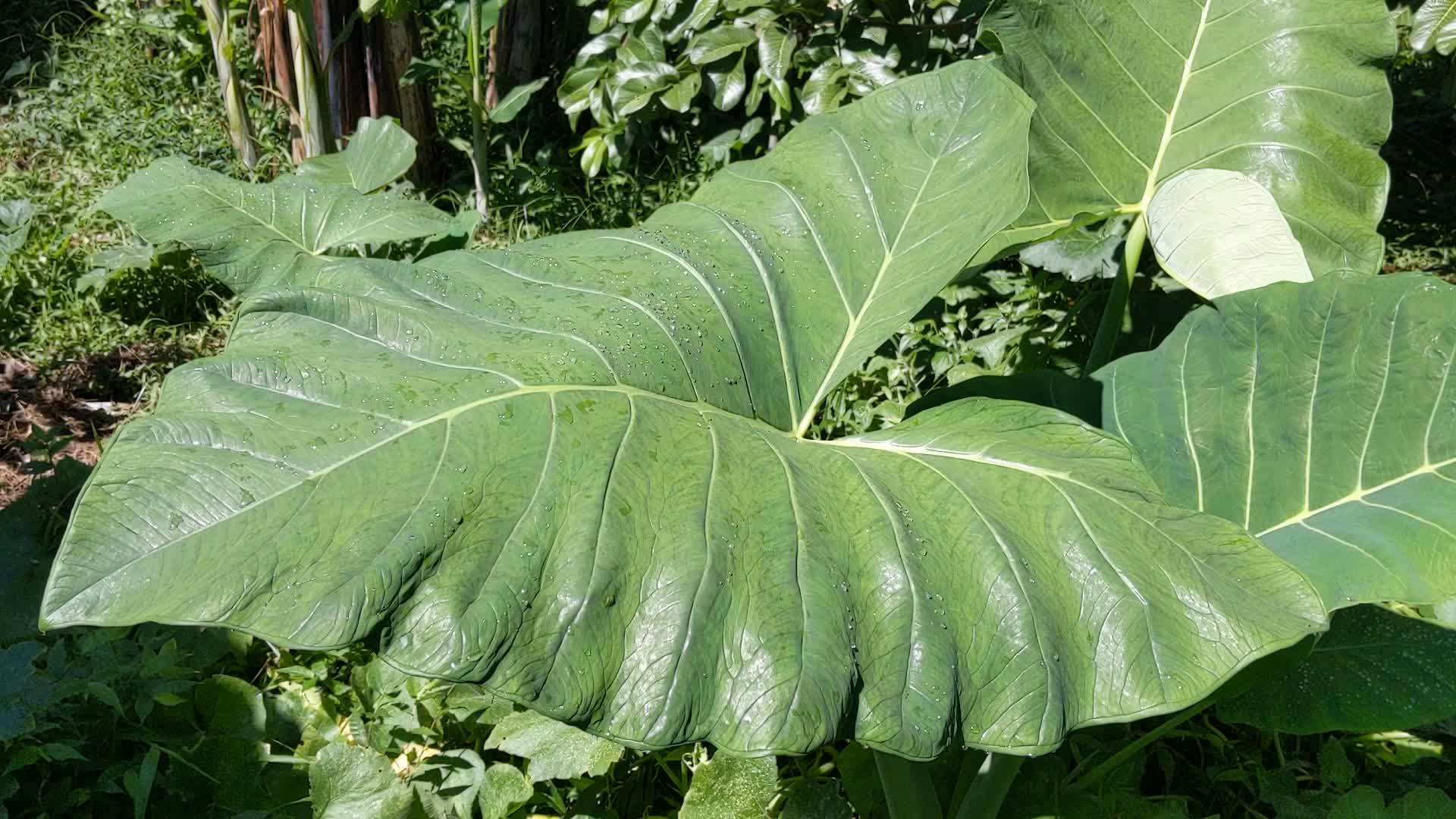 Classification of Plants of Southeast Asia Object Detection Model by EEC206