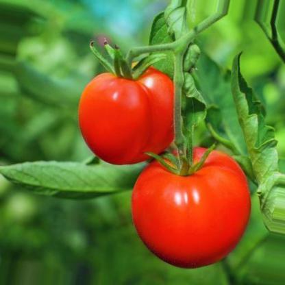 Detect tomato Object Detection Dataset and Pre-Trained Model by Tunku Abdul Rahman University of ...