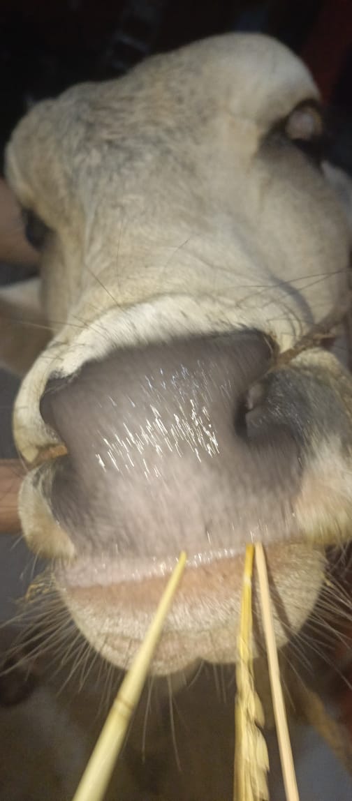 cow Object Detection Dataset and Pre-Trained Model by DNS