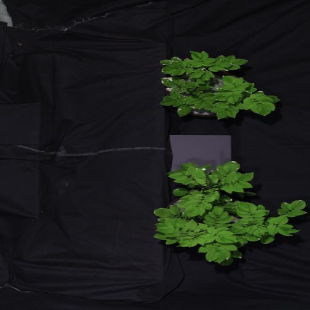 Potato Detectionleaf Object Detection Dataset By Intissar