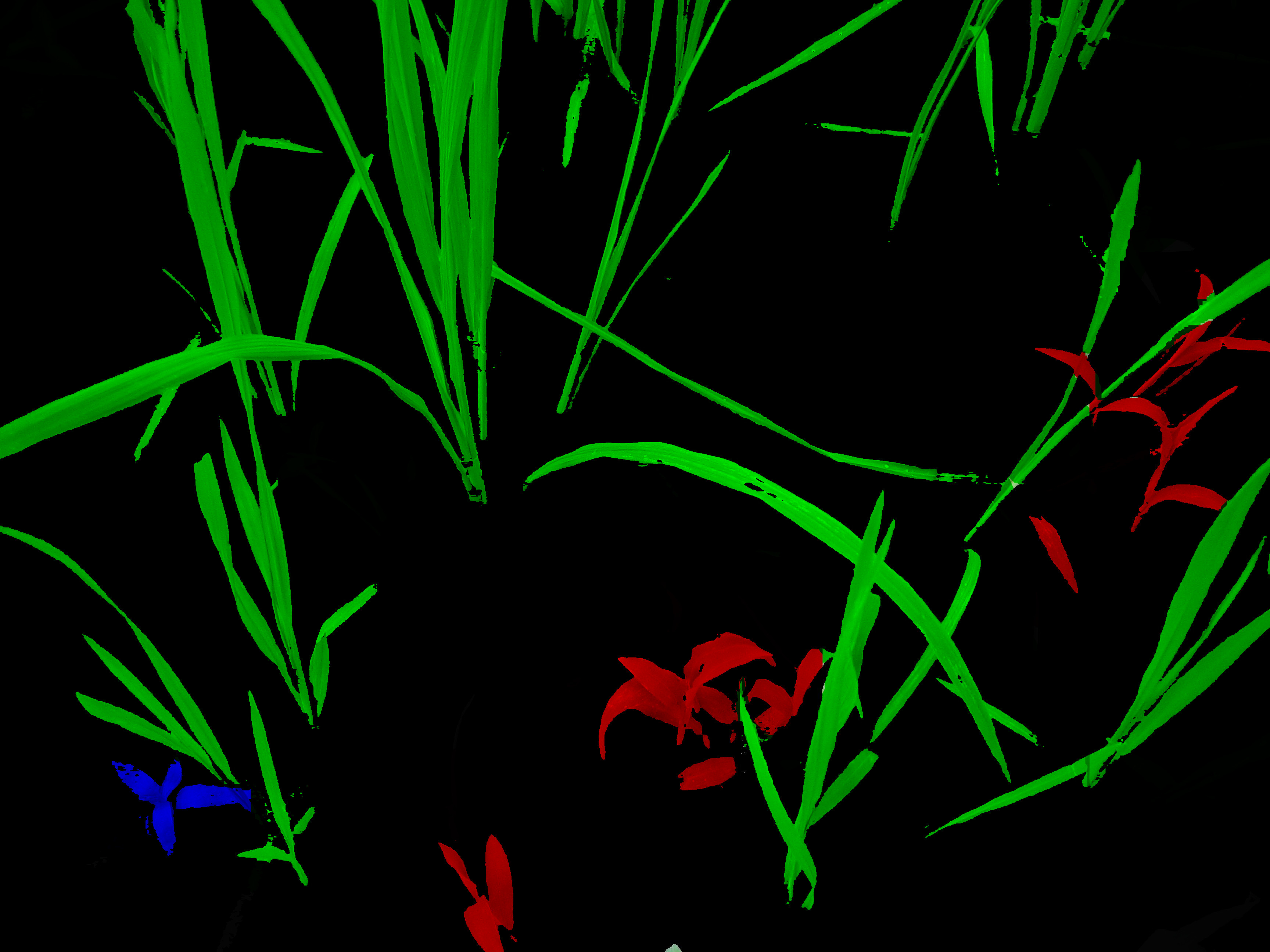 Weed Instance Segmentation Dataset by Firstworkspace