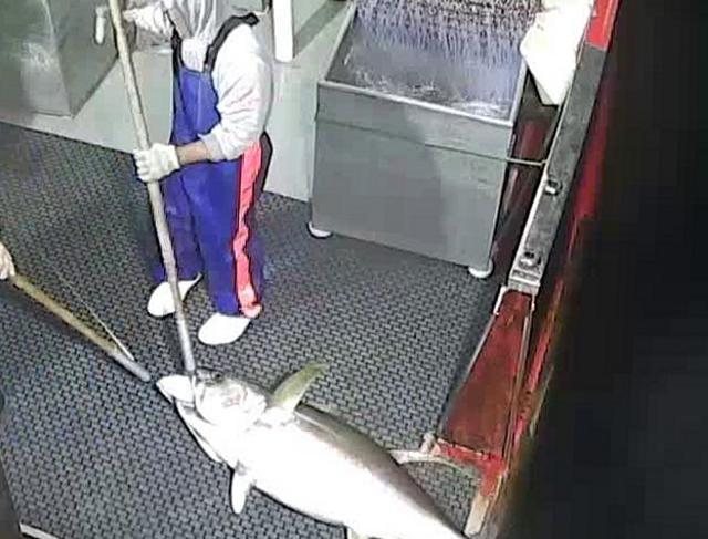 fish_segmentation Instance Segmentation Dataset and Pre-Trained Model by jolla