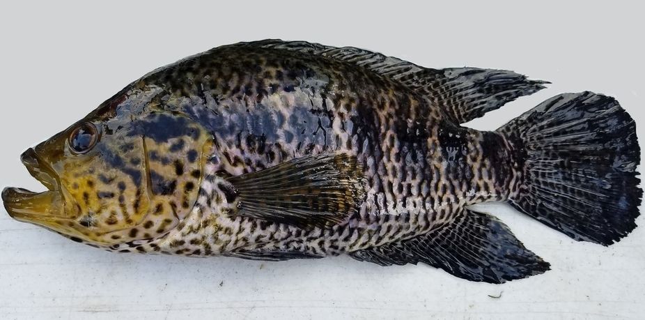 fish_segmentation2.0 Instance Segmentation Model by jolla