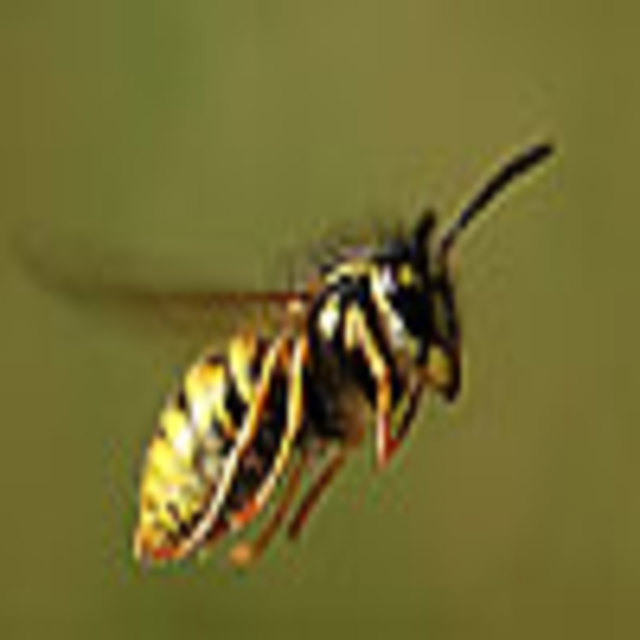 Wasp Detection Object Detection Dataset By Dectection