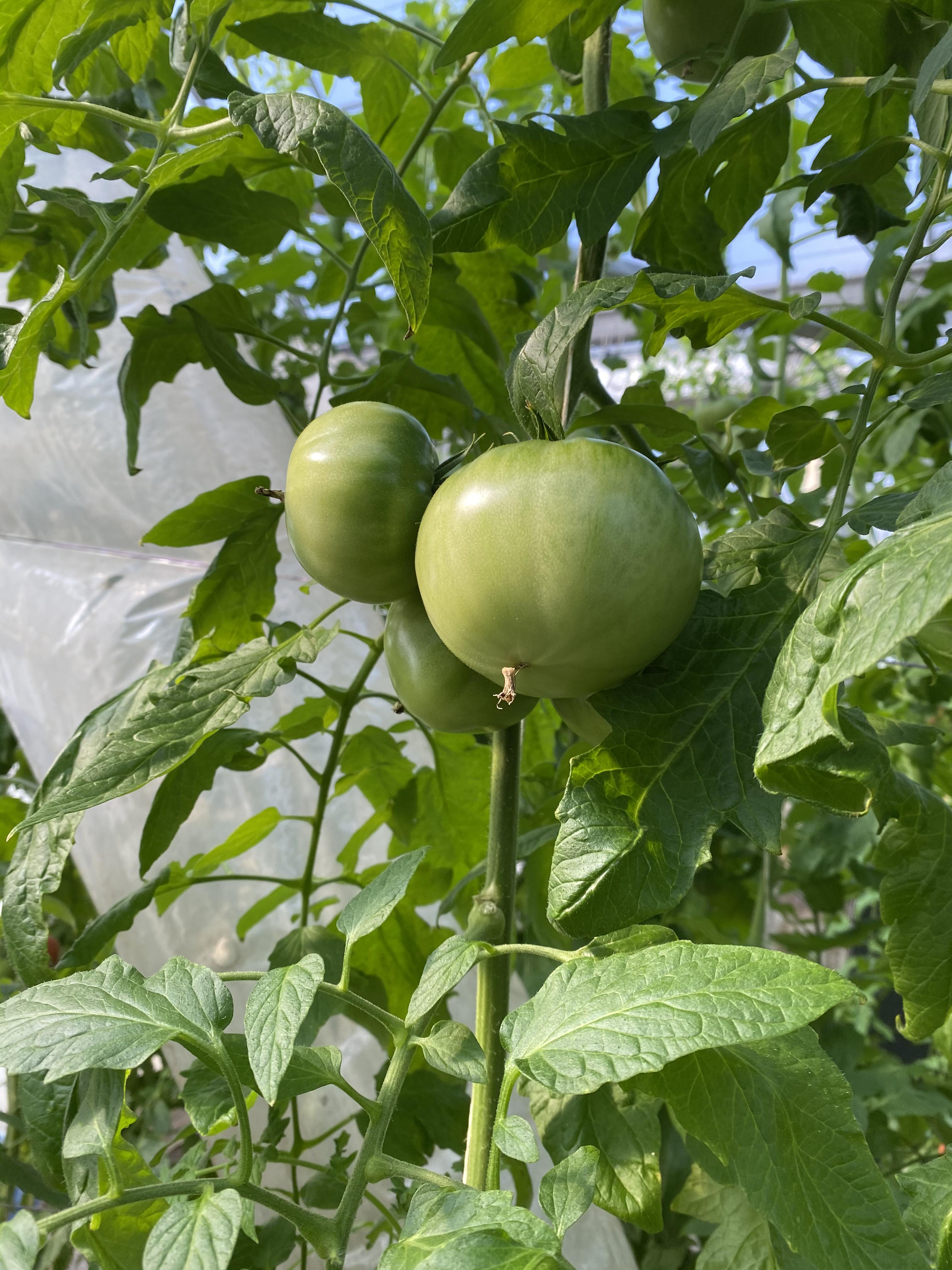 Tomato_seg Instance Segmentation Dataset by Tomatoosegg