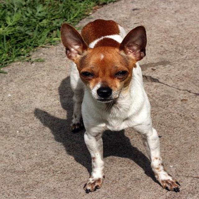 animals Lab2 Instance Segmentation Model by MII 2 Variant