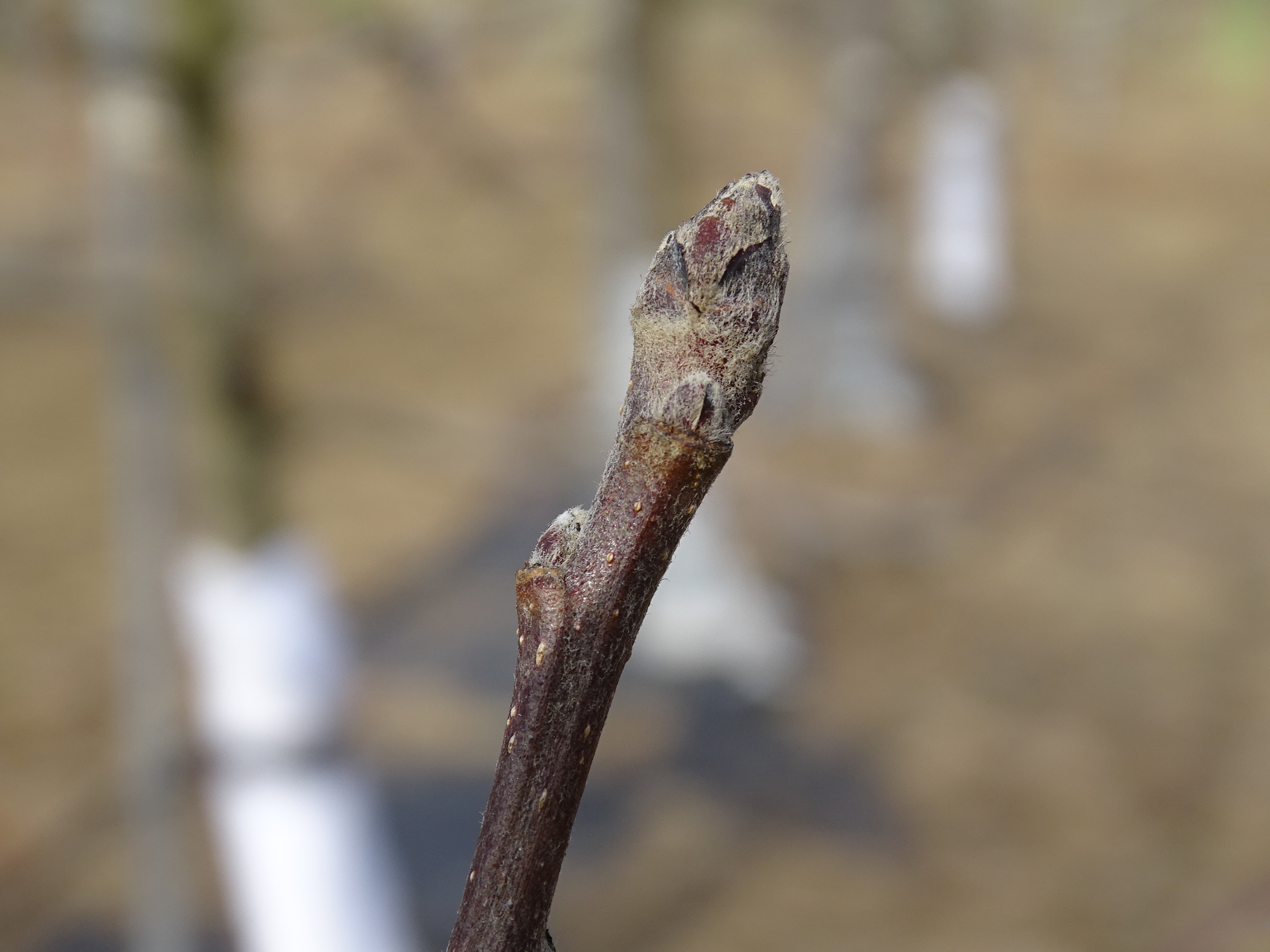 yolov3 train Object Detection Dataset and Pre-Trained Model by new-workspace-sx6m2