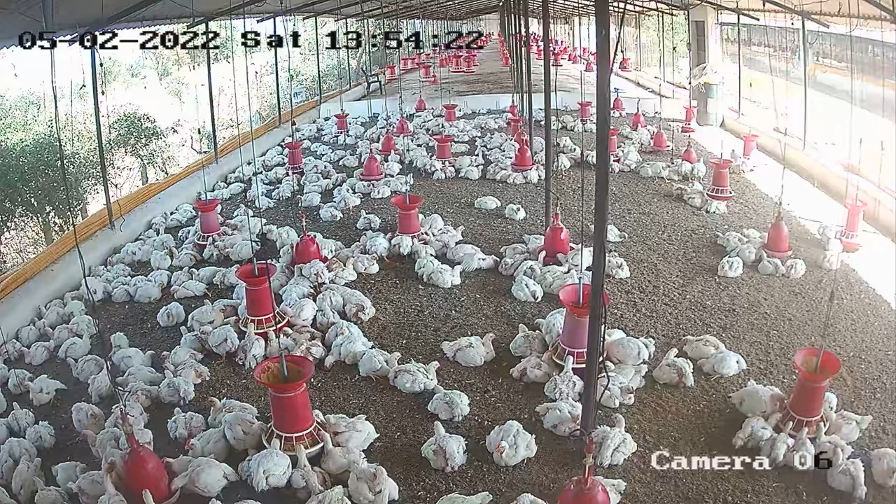 Bird Activity Object Detection Dataset By Object Detection