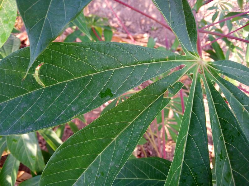 Cassava Object Detection Dataset And Pre Trained Model By Cassava Disease