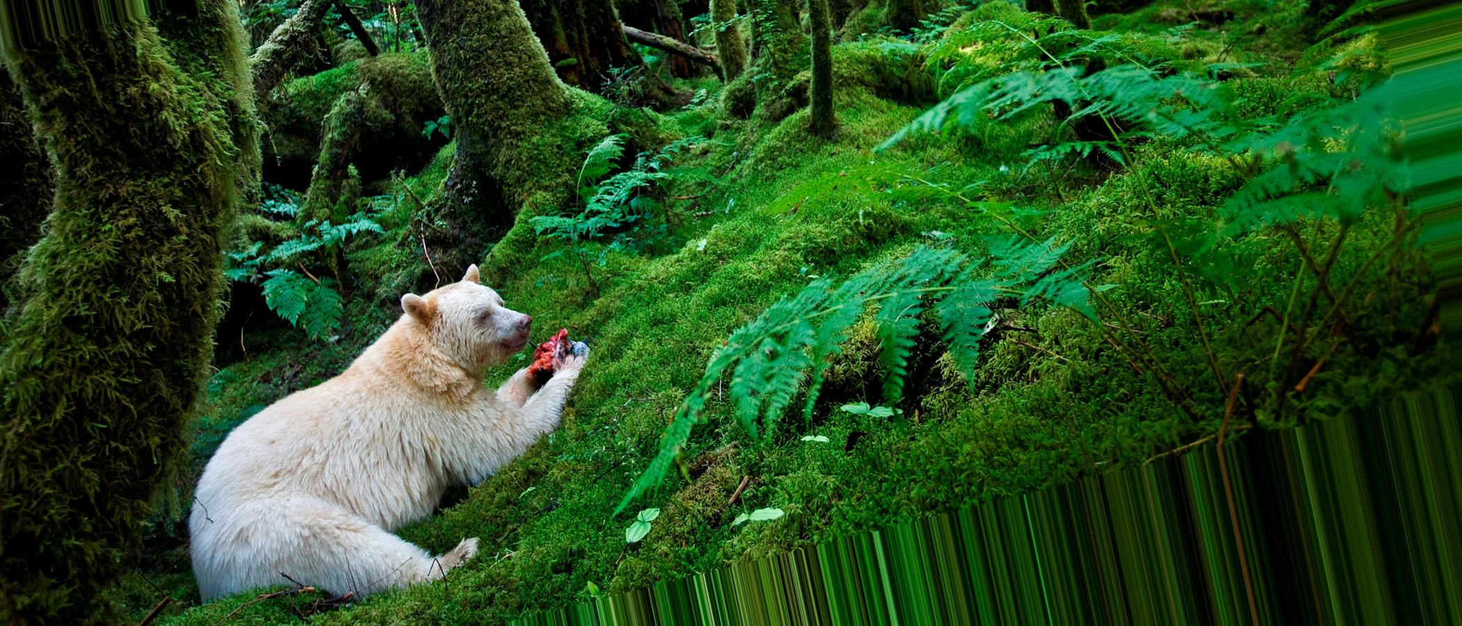 Forest Object Detection Dataset by AI2