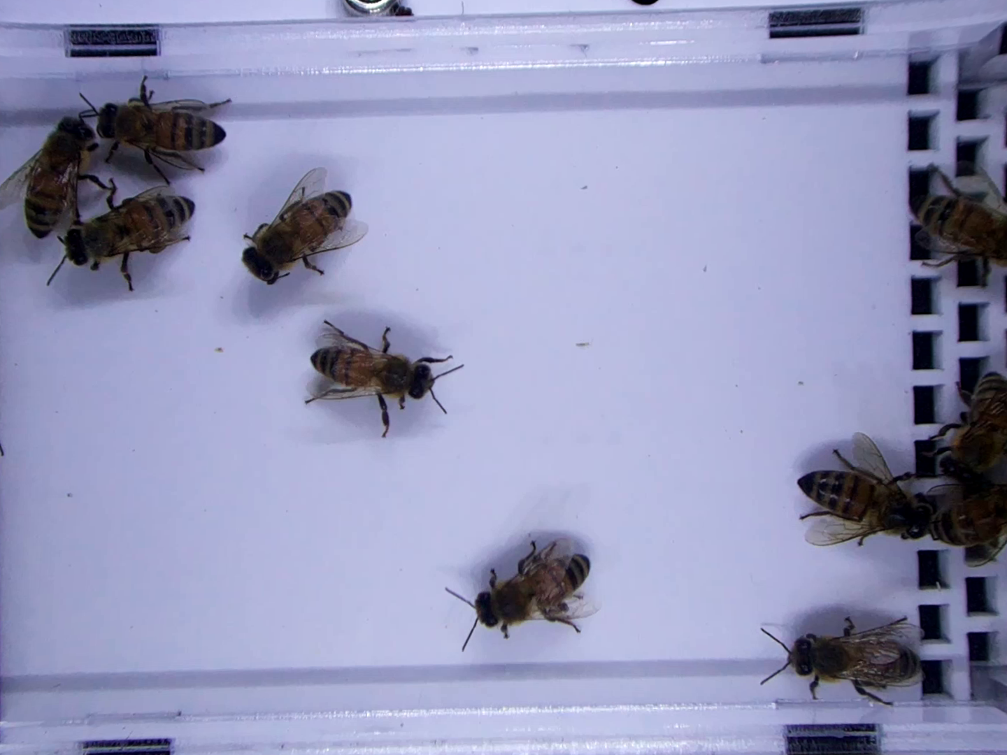 bee_pollen-2024_04-v1 Object Detection Dataset and Pre-Trained Model by labelbee