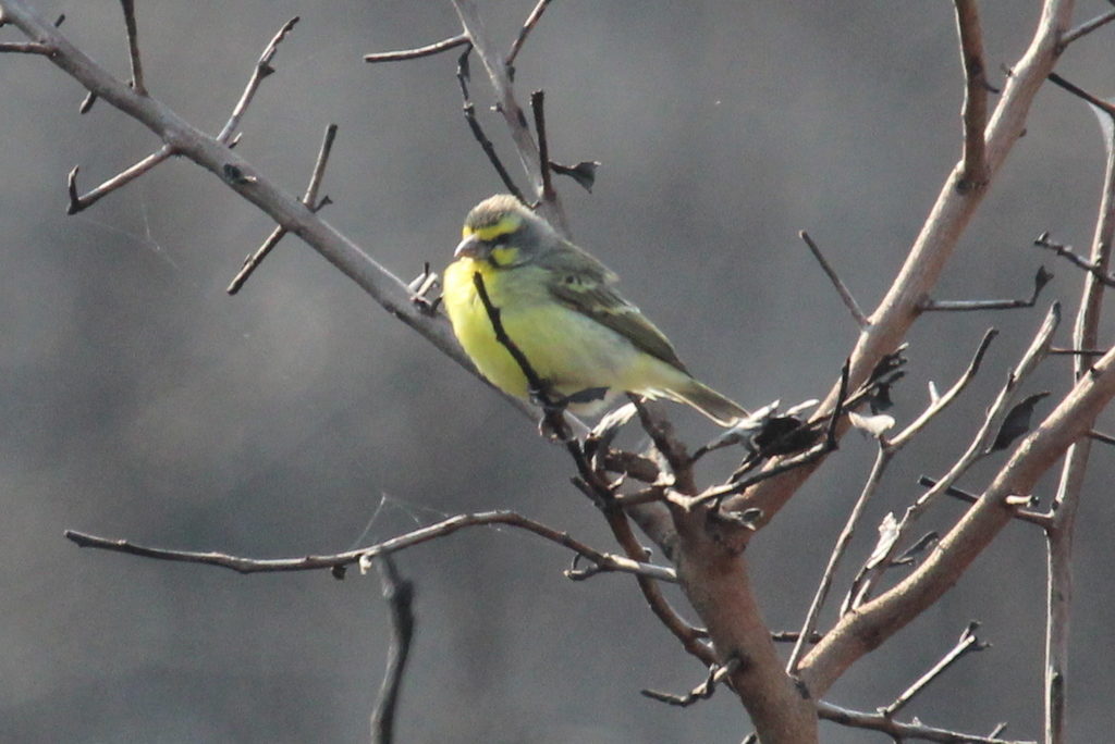 Birds Object Detection Dataset By T