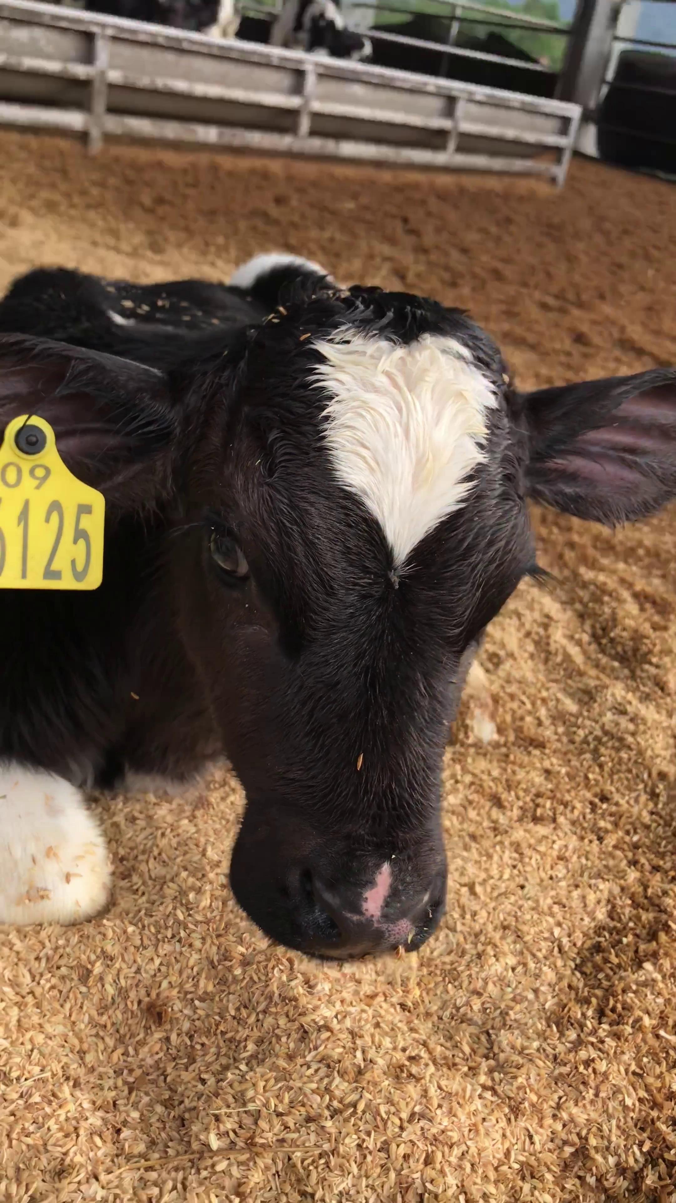 cowface Object Detection Model by cowproject