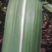 Sugarcane Instance Segmentation - Roboflow Universe