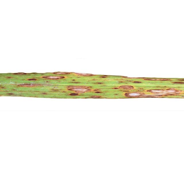 Rice Plant Object Detection Object Detection Dataset By Plant Detection