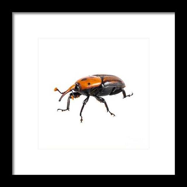 How to Use the Red weevil classification Object Detection API