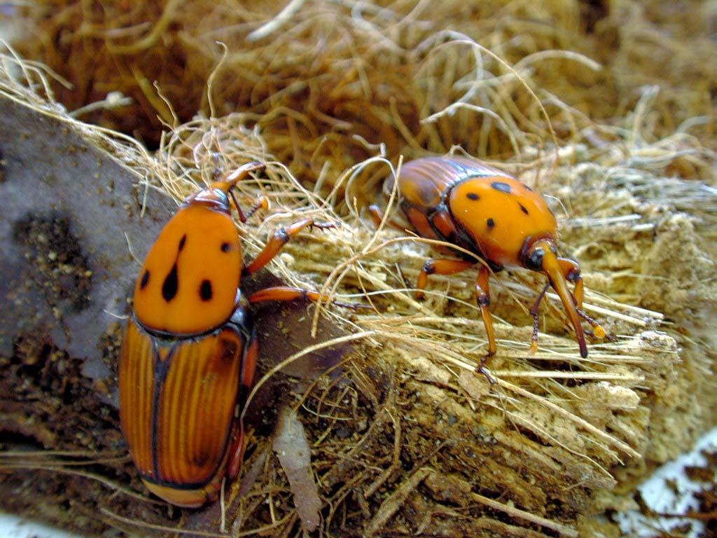 Red weevil classification Object Detection Model by Aash project