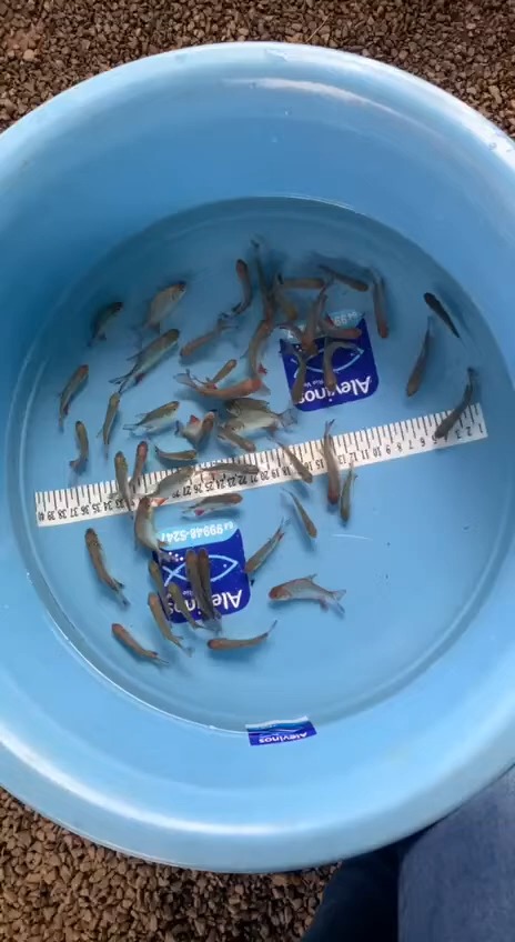 análise 50 Object Detection Dataset and Pre-Trained Model by Alene banco 04