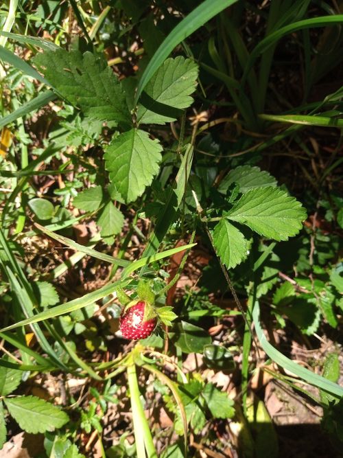 Segmentation Mock Strawberry Instance Segmentation Dataset By Ntust