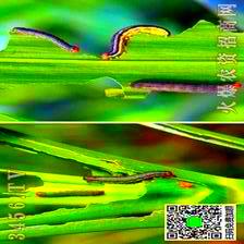 How to Use the insectdetection Object Detection API