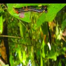 pestproject Object Detection Dataset and Pre-Trained Model by PEST CORN