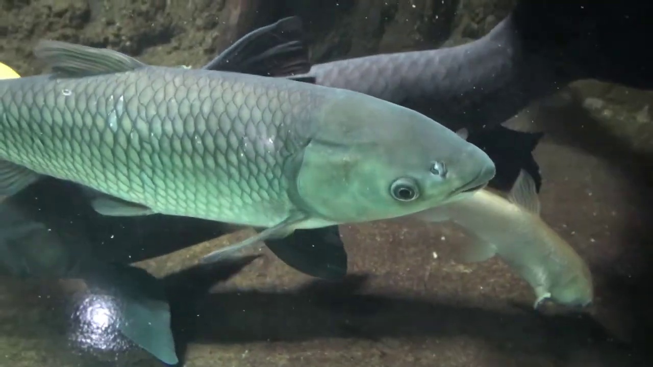 Fish v4 - Roboflow Universe