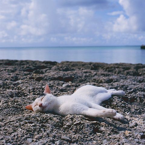 cat Object Detection Model by soto