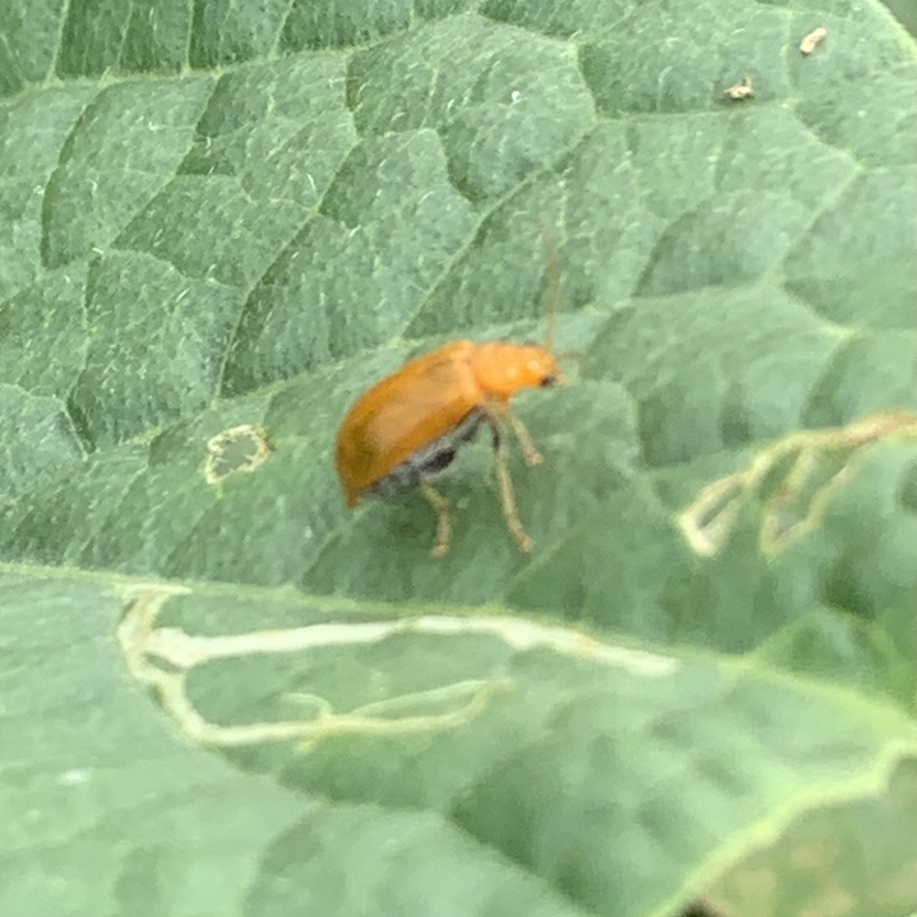Melon Pest Dataset 4 Object Detection Dataset V1 2025 04 15 7 33am