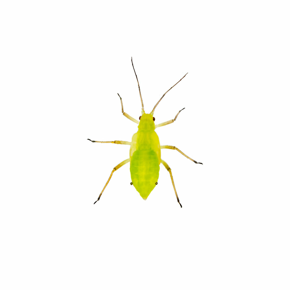Melon Pest Dataset Object Detection Dataset And Pre Trained Model By