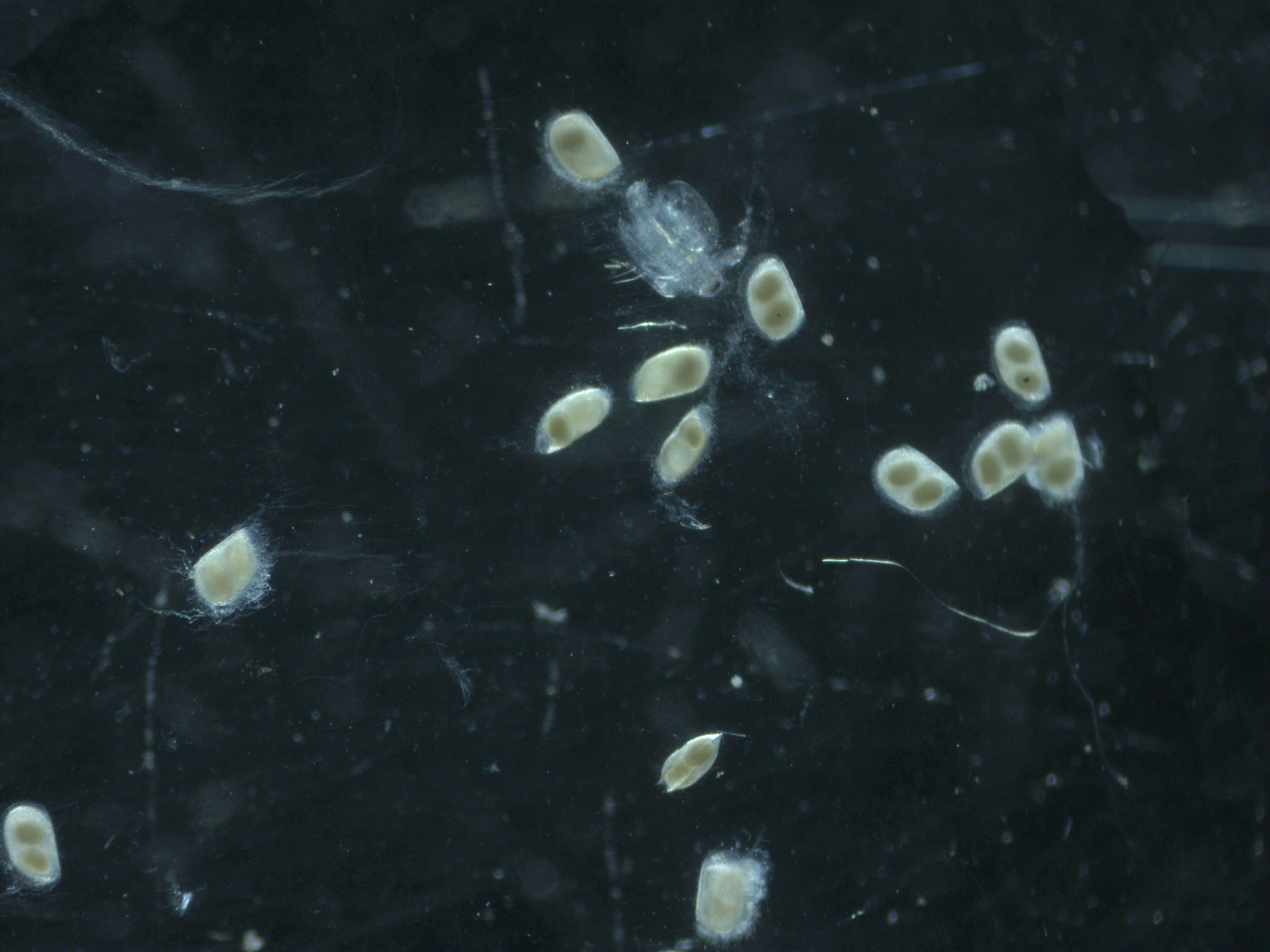 Moina Object Detection Dataset By Shrimp Dectection