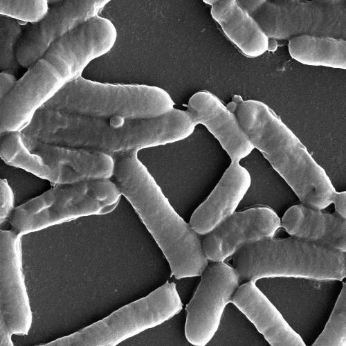 aaa Object Detection Dataset by project