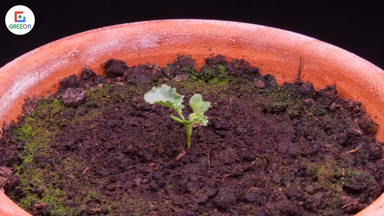 Kale Growth Stage Detection Object Detection Dataset by Hand Detection