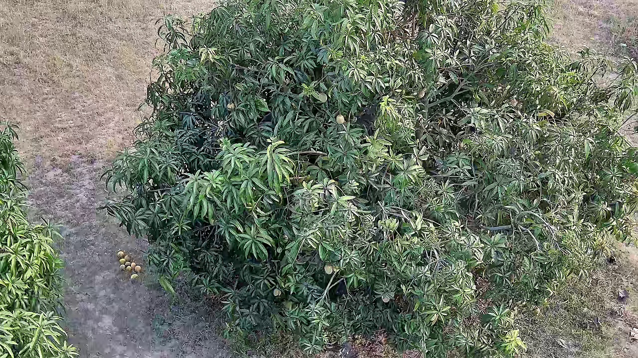 Mango Object Detection Dataset By Vldnv 8953