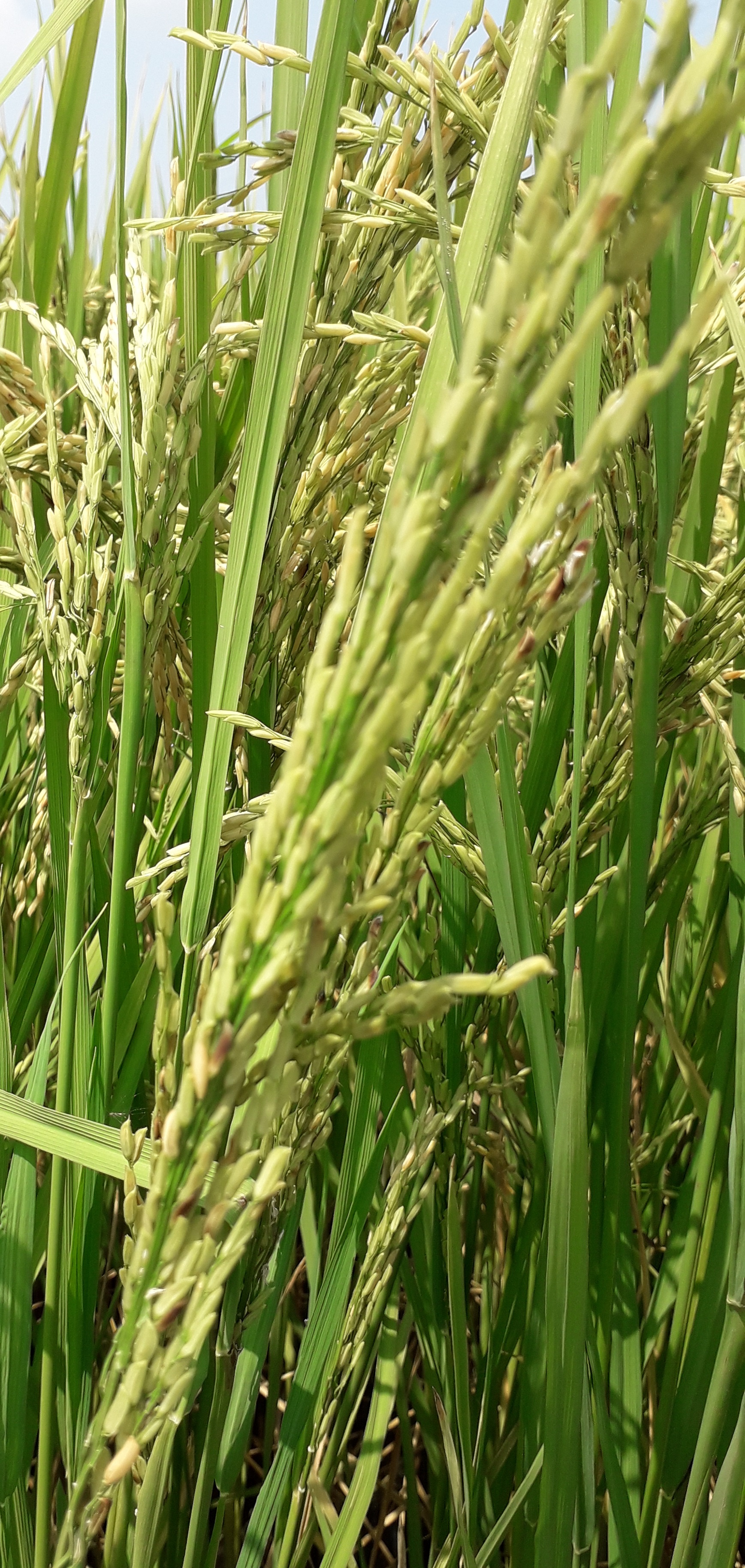 gcdp Object Detection Model by Daegu University