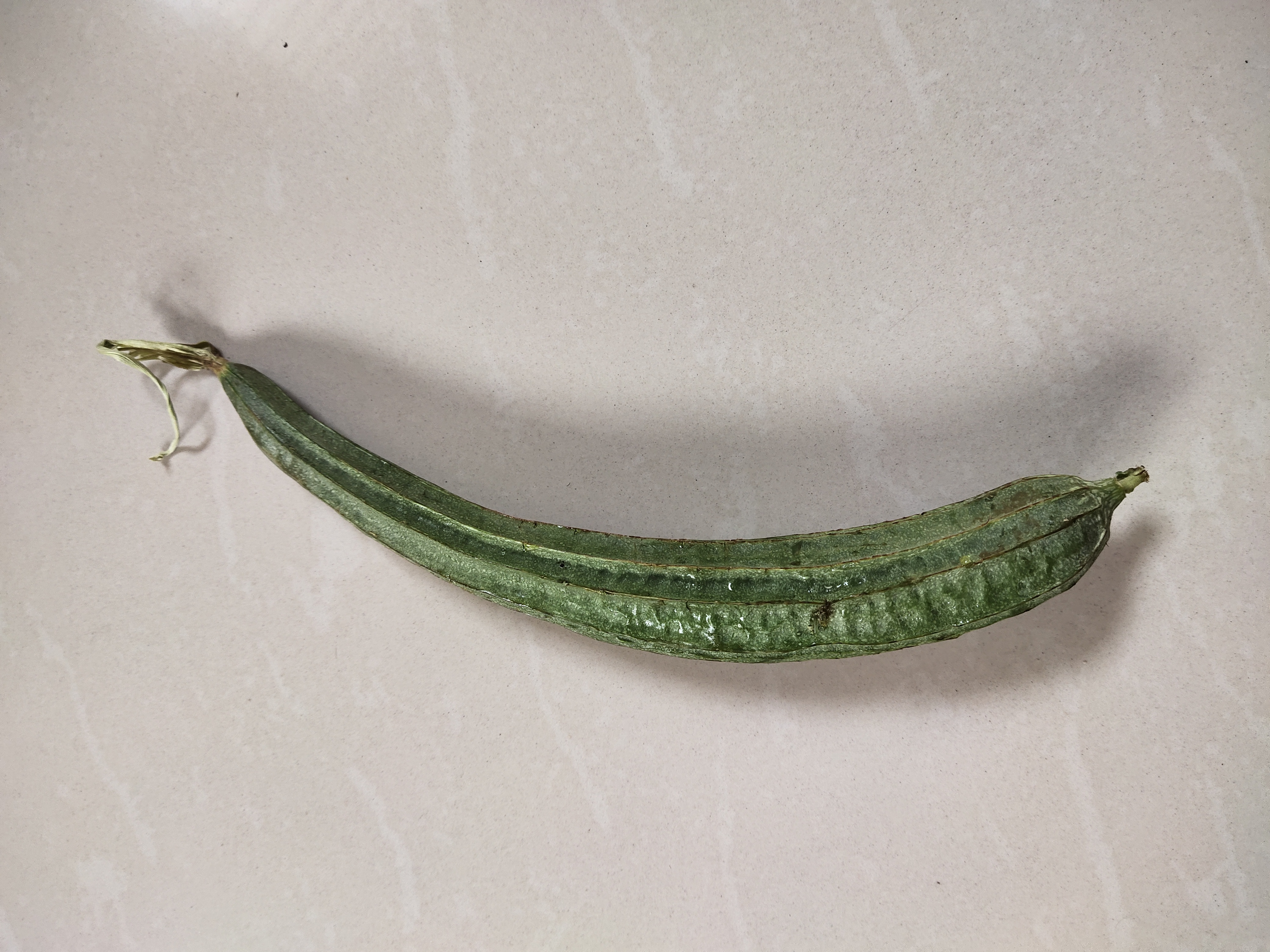 Ridge Gourd Annotations Object Detection Dataset by Ridge Gourd Annotation