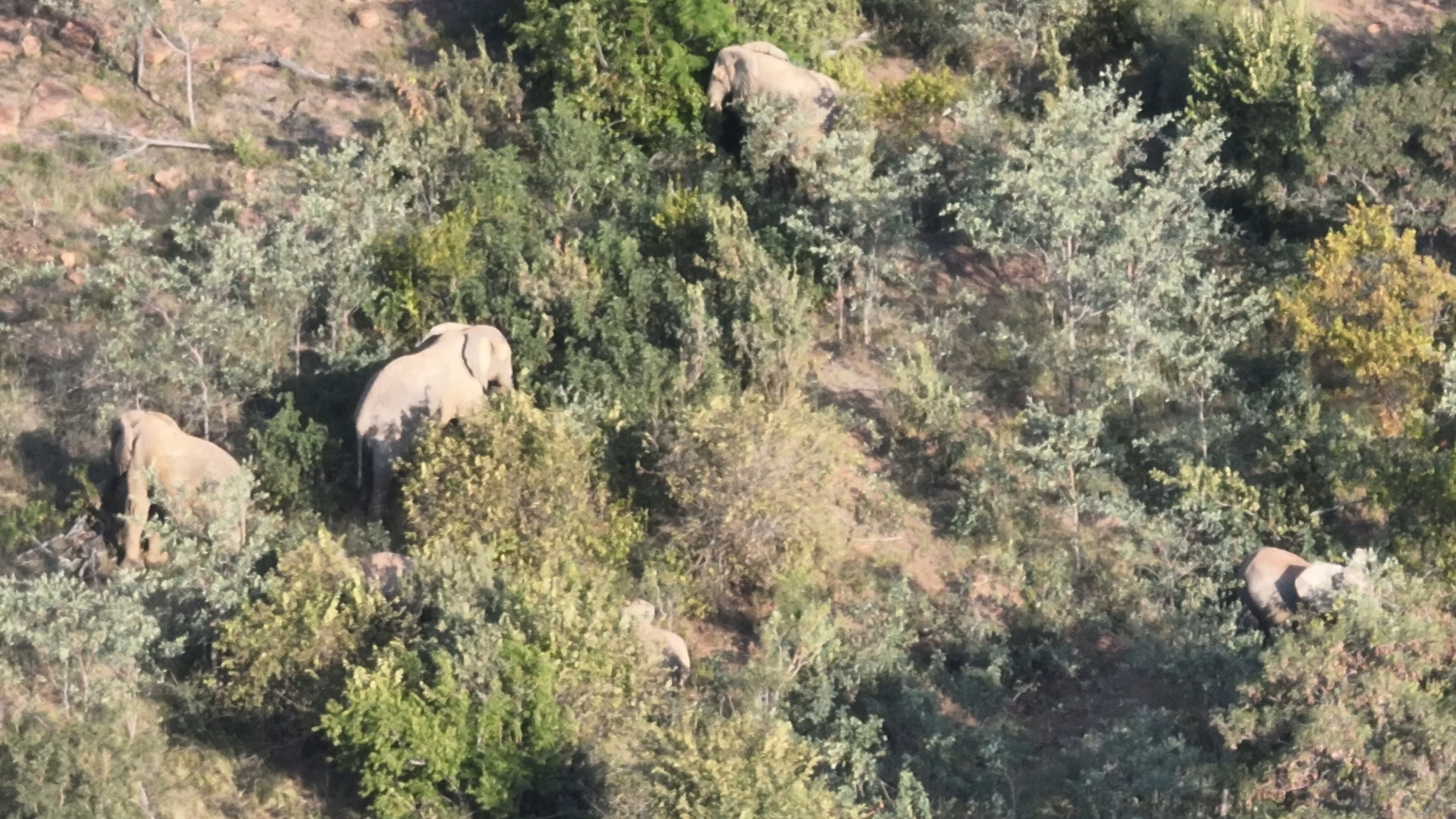 New Elephant Data Object Detection Model by Drone Animal Data