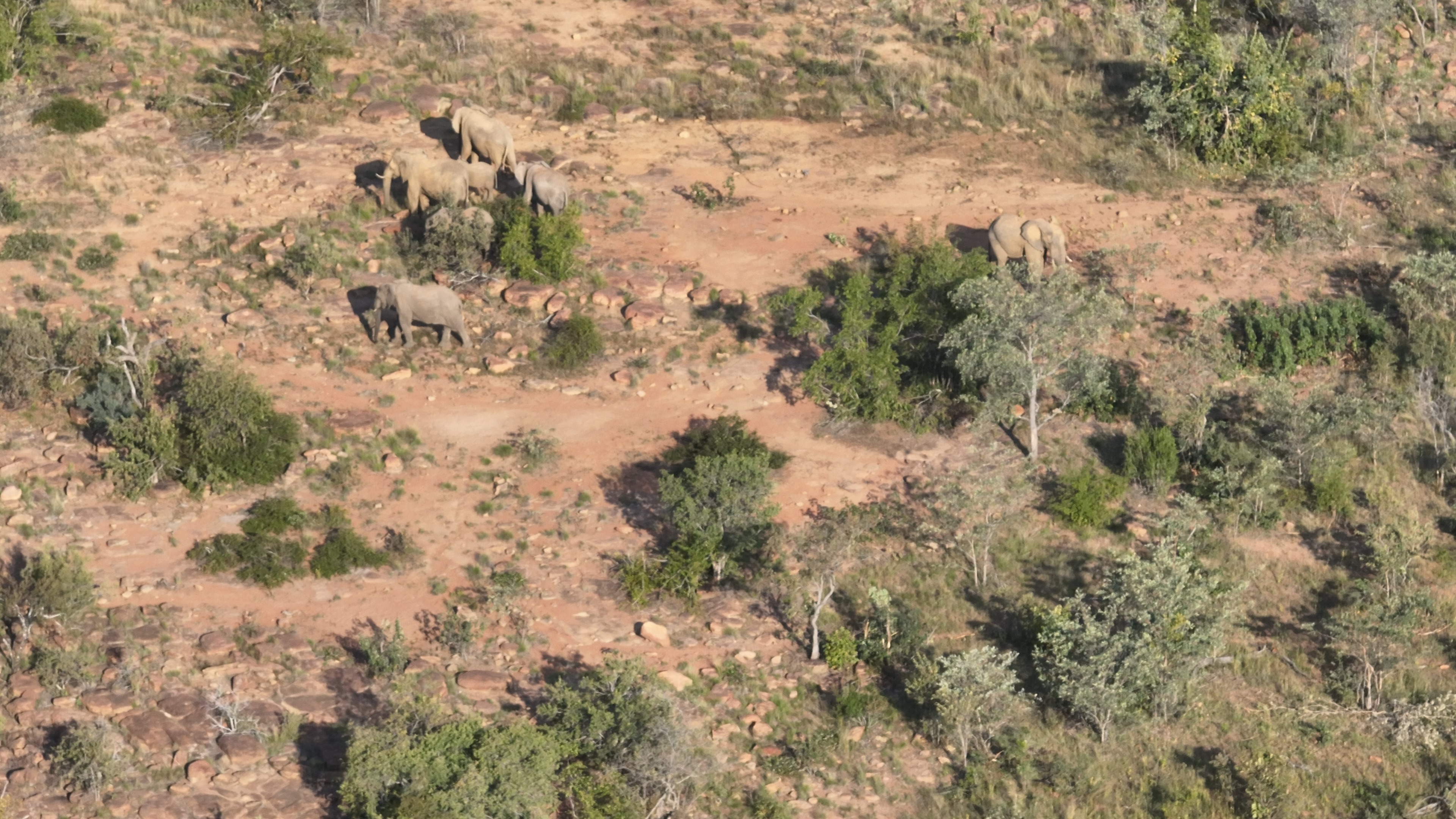 Elephant Drone Data Object Detection Dataset and Pre-Trained Model by Drone Animal Data