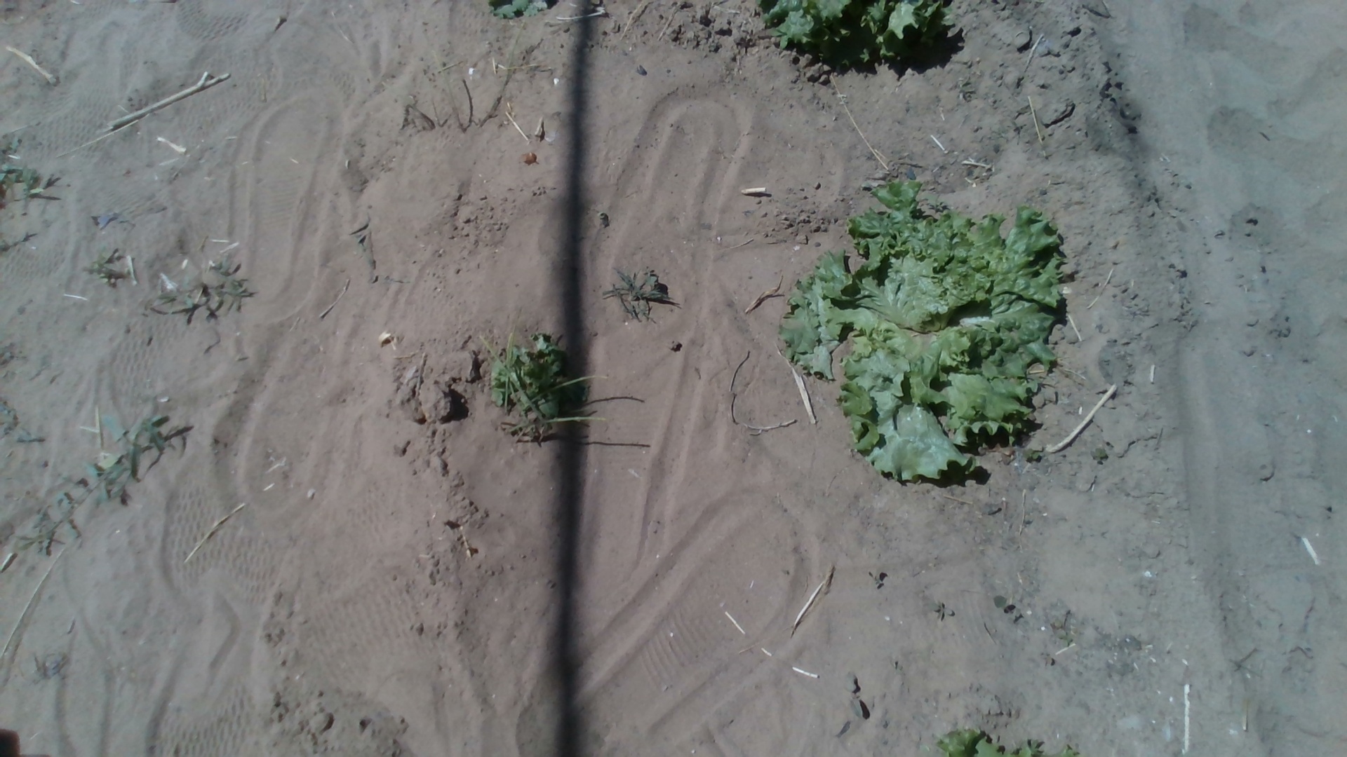 weed Object Detection Dataset by chenwuqi