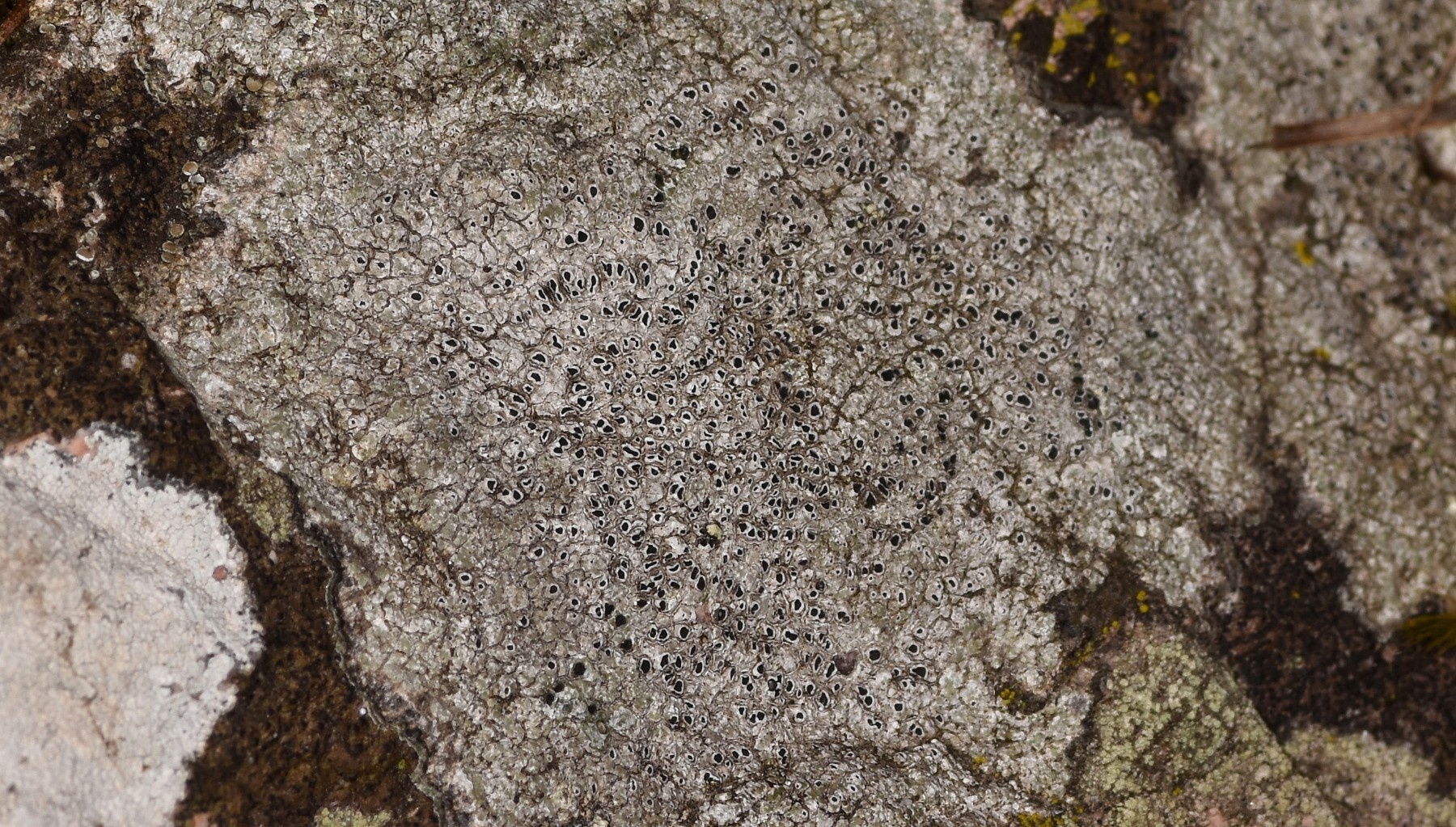 Mushroom Detection Object Detection Dataset By My Projects