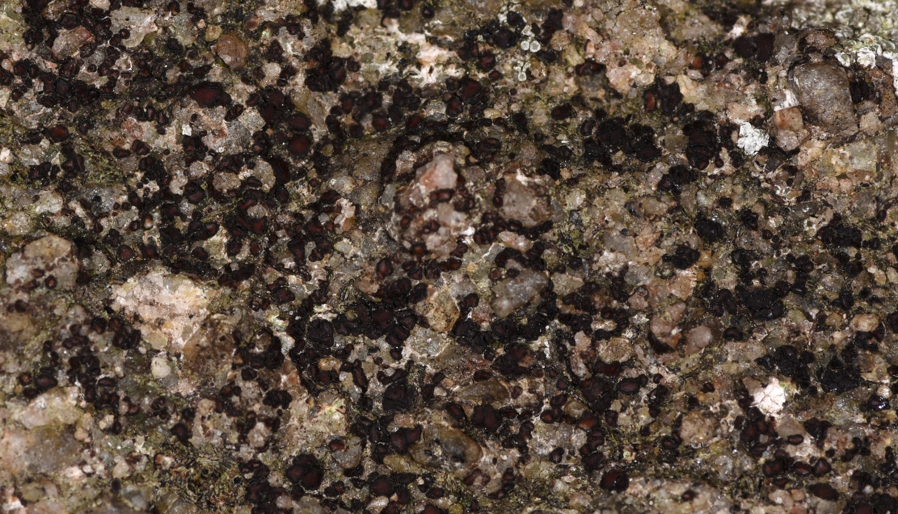 Mushroom Detection Object Detection Dataset By My Projects