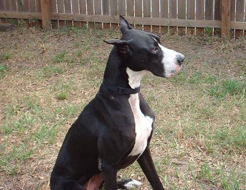 Cat vs Dog Classification Dataset by lornie