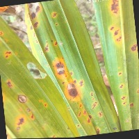 Arecanut leaf disease detection Object Detection Model by Arecanut leaf disease detection