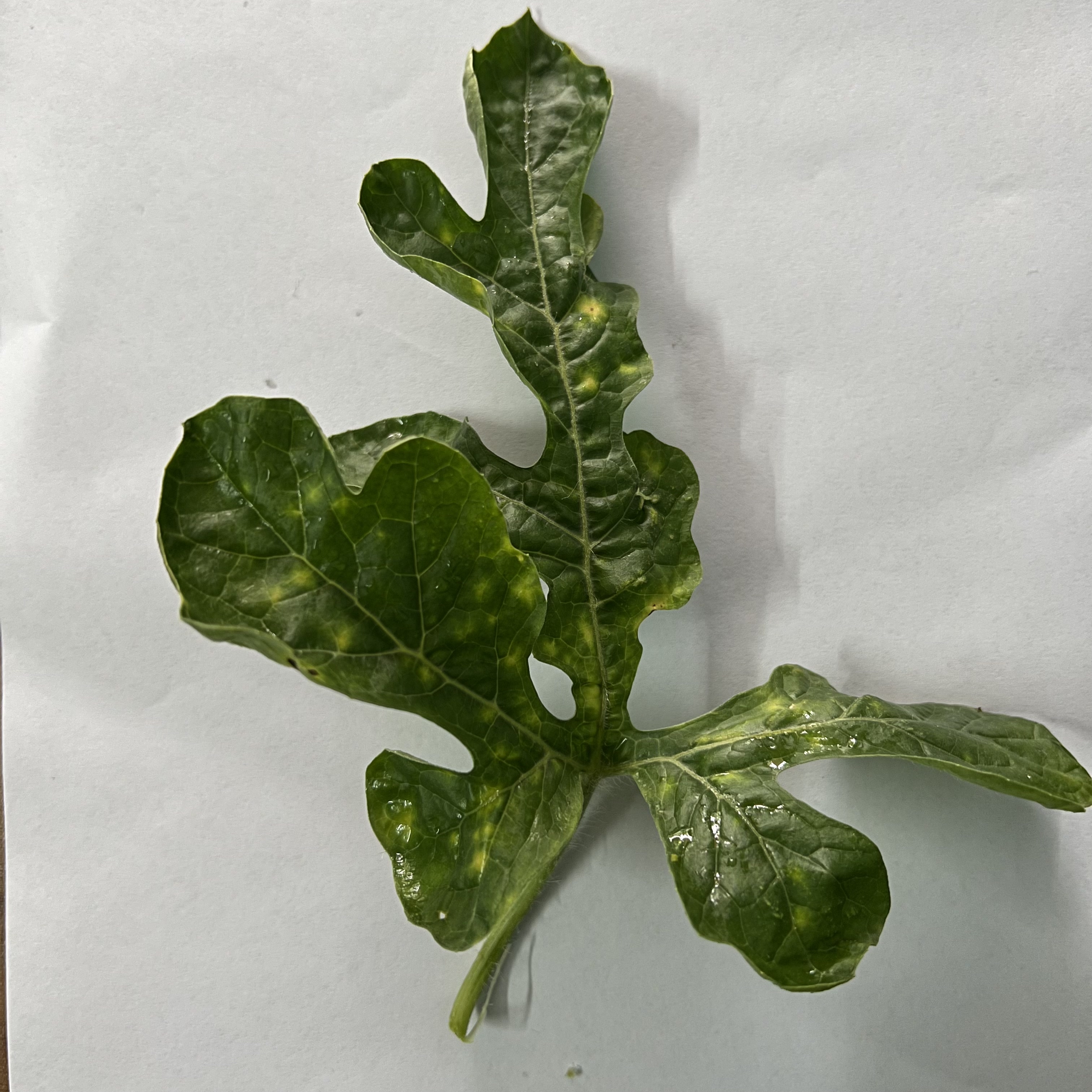 How To Use The Deeper Diseases Object Detection Api