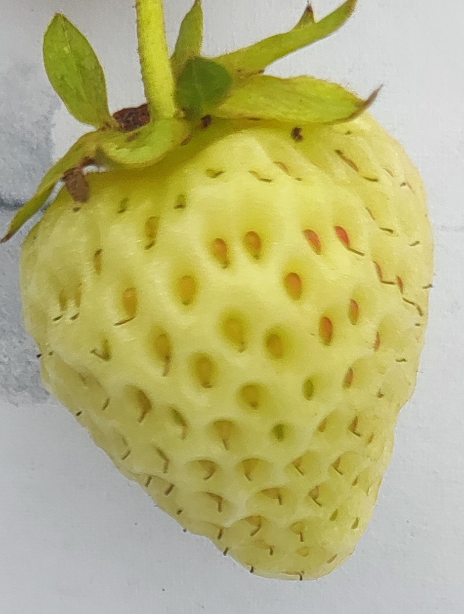 white-strawberry detection Object Detection Model by White Strawberry Class