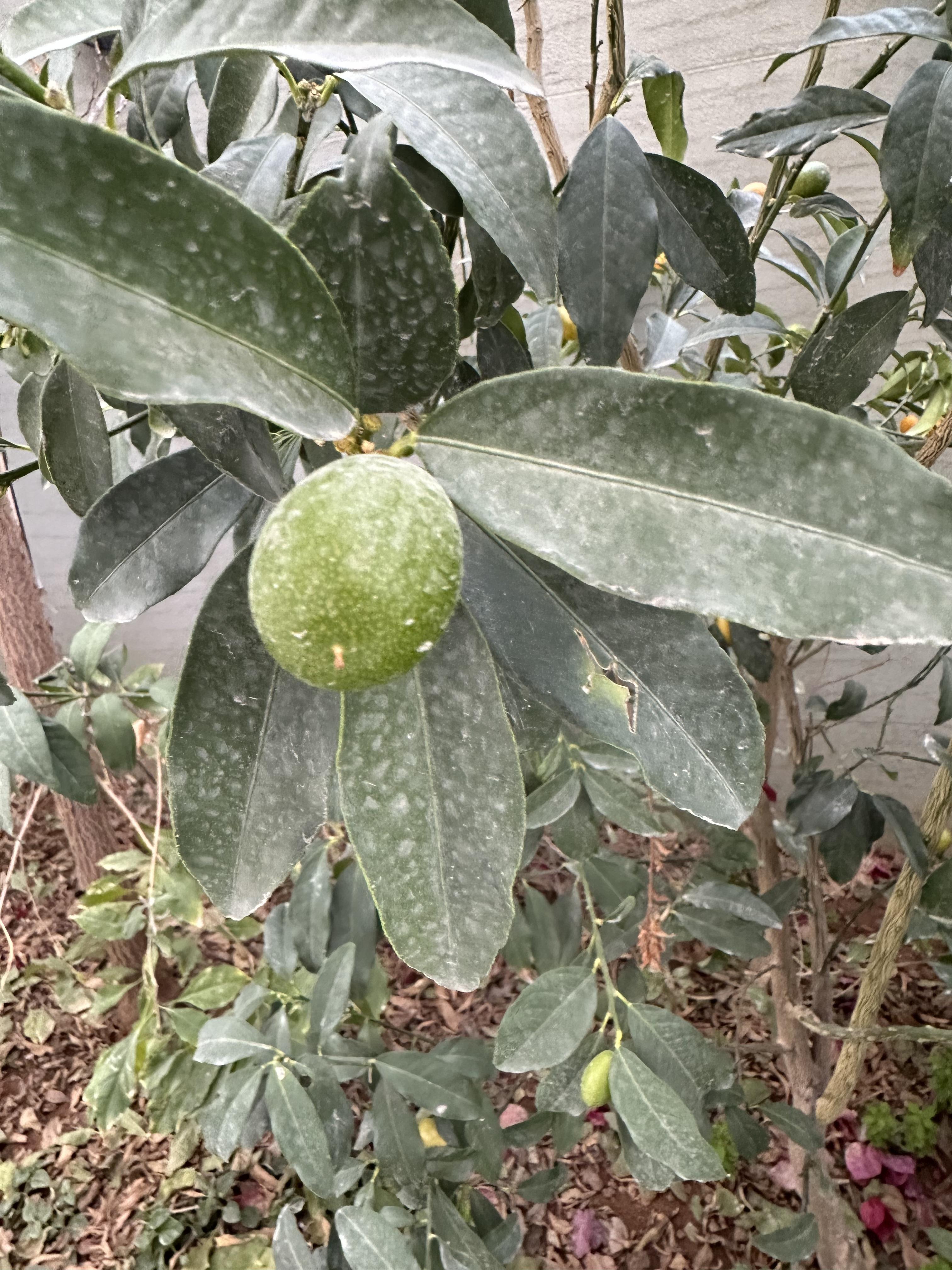 last_one Object Detection Dataset and Pre-Trained Model by lastone