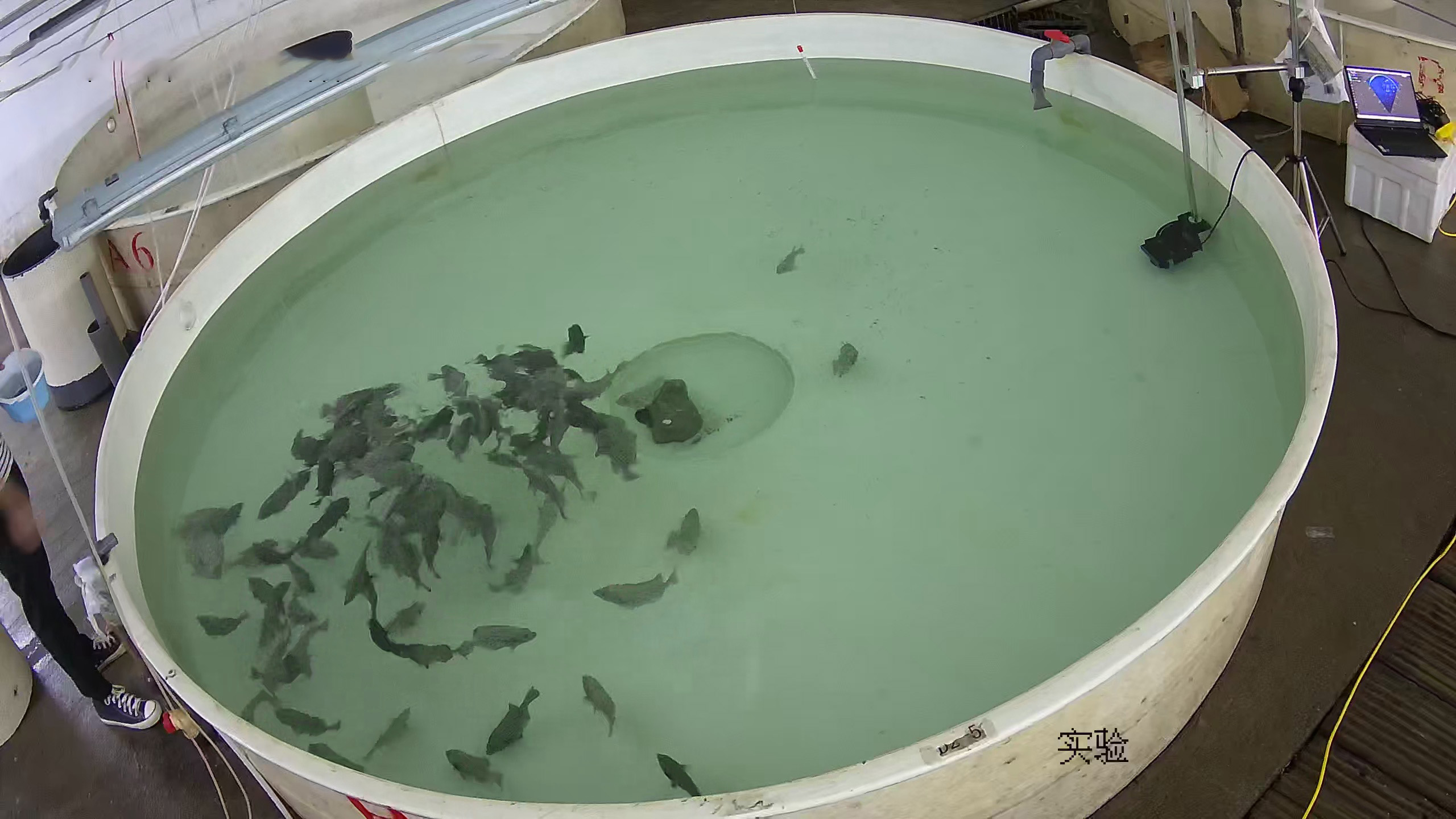 fish_feeding2 Object Detection Dataset and Pre-Trained Model by ...