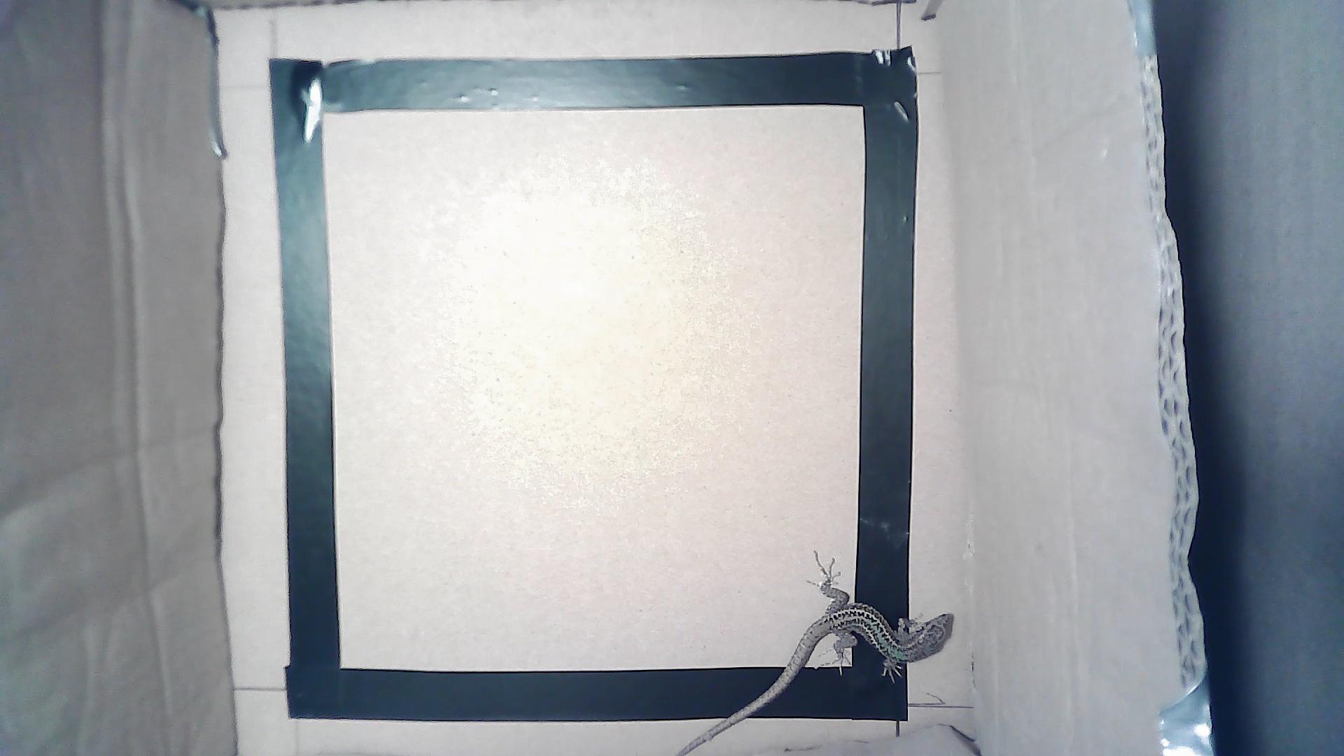 Thesis Object Detection Model by university of minho