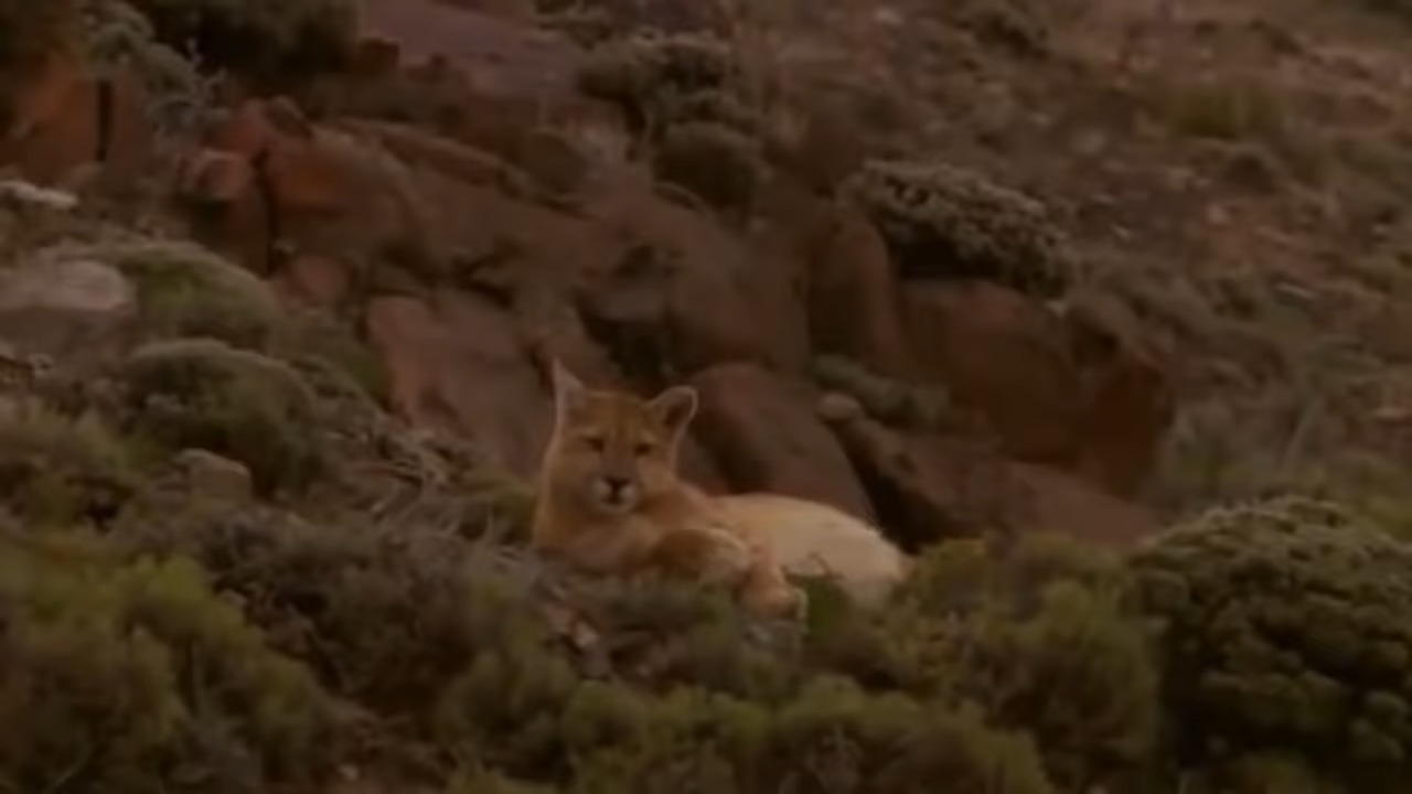 animals Object Detection Model by anjali