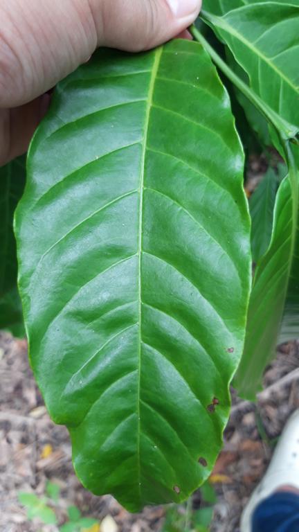 Penyakit Daun Kopi Object Detection Model by Institut Teknologi Sumatera